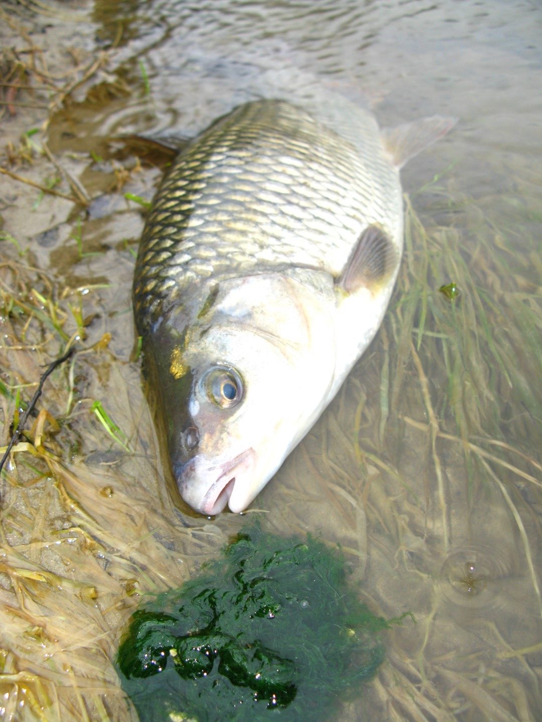 Ribolov na “travu” - Praktični Ribolov